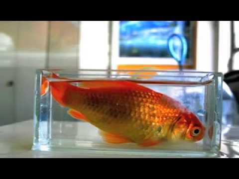 Mouvements respiratoires du poisson – TPE respiration des poissons