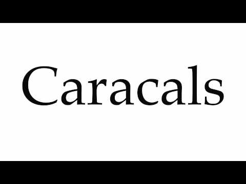 How to Pronounce Caracals
