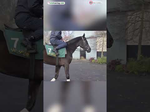 Willie Mullins reports on Galopin Des Champs ✨ #irishracing #horseracing #fyp