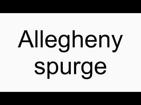 How to pronounce Allegheny spurge