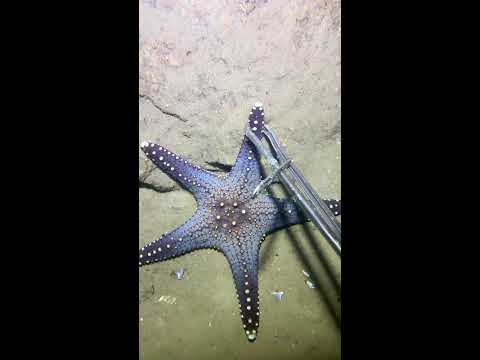 Seabed,Diving to catch fish-Z621#deepsea #oceanexploration #nature #beach