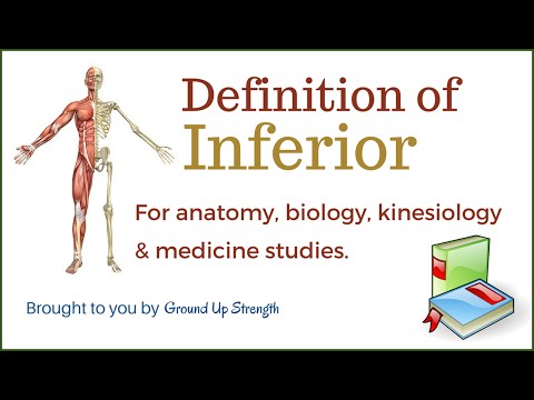 Inferior Definition (Anatomy, Kinesiology, Medicine)