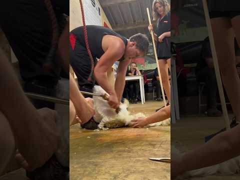 Steven Rowberry lamb shearing record #heiniger #lambshearing #sheepshearing