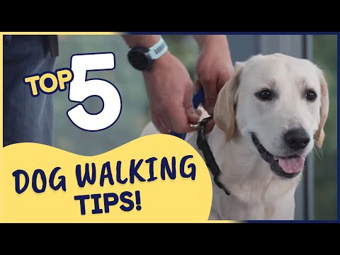 Top 5 Dog Walking Tips | How Loose Lead Walking Will Help You & Your Dog