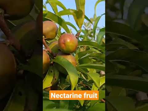 NECTARINE FRUIT AT OUR FARM #intercropping #shortsvideo #profitablefarming