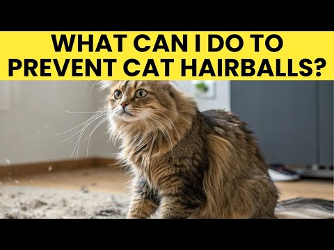 What Can I Do to Prevent Cat Hairballs?