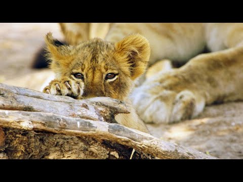 A Lioness Mom Won’t Let Her Cubs’ Father Approach