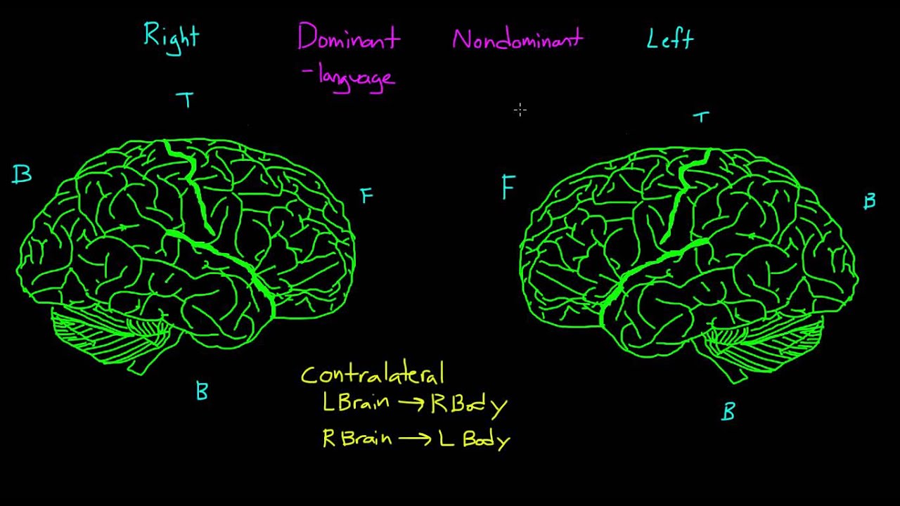 Hemispheric Differences and Hemispheric Dominance