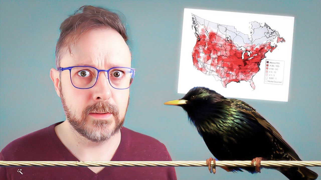 Let's Talk About America's Starling Problem