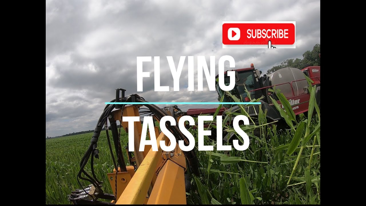 Flying Tassels!  Cutting and Pulling Corn Tassels!