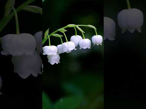 Unveiling the Enchanting Lily of the Valley! #shorts #lilyofthevalley @Plants-World