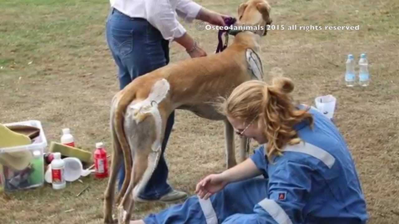 Canine Applied Anatomy