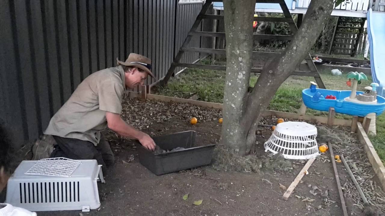 Two beautiful brush tail Possums