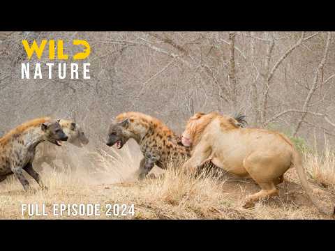 LIONS VS HYENAS | Clash of Predators in the Savannah | Animal documentary