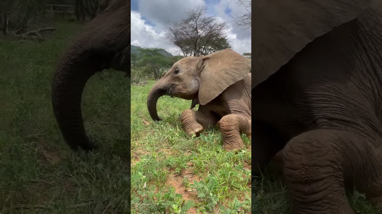 Elephants have mammary glands like humans