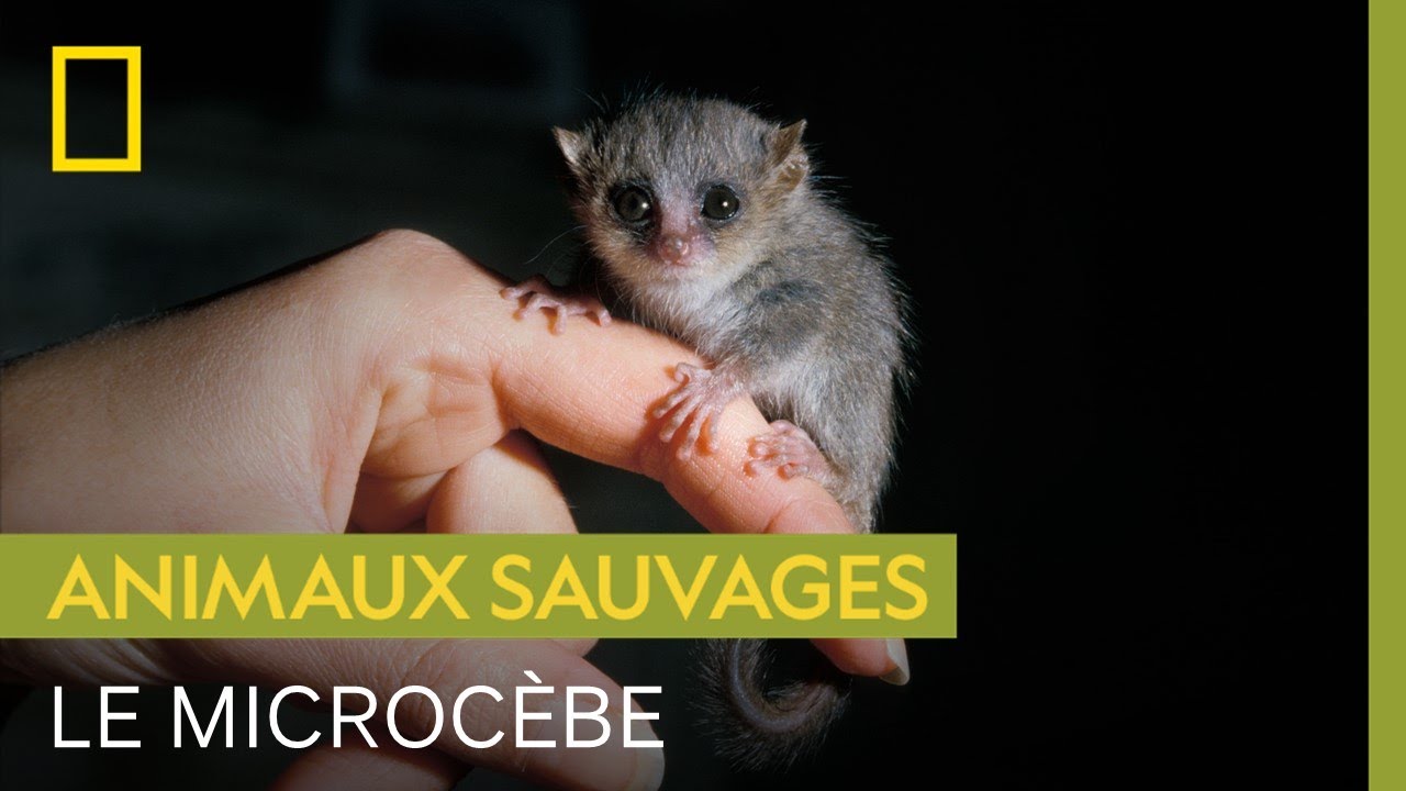 Documentaire | Le microcèbe, lémurien de 70 grammes qui se nourrit du ...