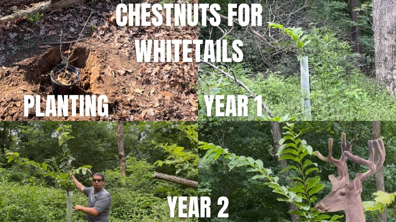 CHESTNUT TREES FOR DEER HUNTING...DID MY TREES MAKE IT THROUGH THE DROUGHT?? TIPS AND TRICKS