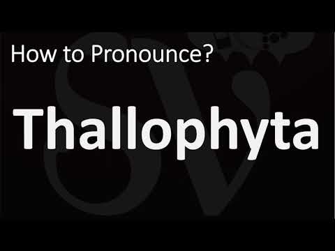 How to Pronounce Thallophyta? (CORRECTLY)