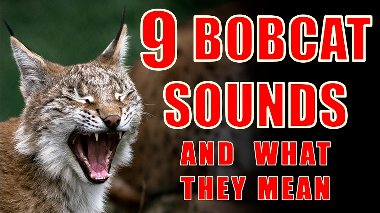 9 Bobcat Sounds Explained: Understand Their Chirps and Screams