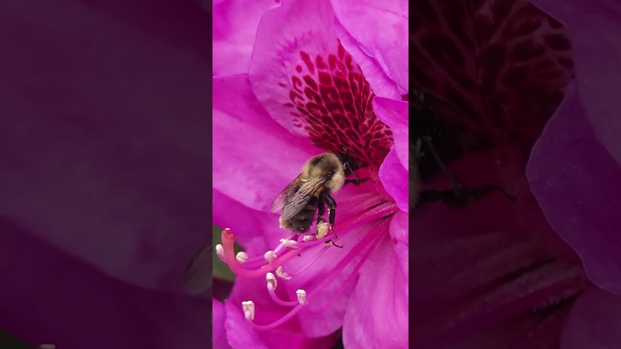 Bees on the Rhododendron and Aphids on Petite Roses #gardening #garden #bug