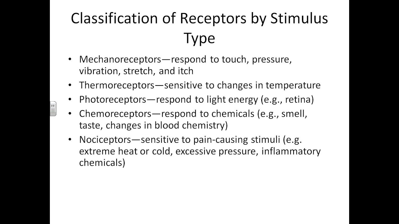 A&P I Chapter 13 part 1 intro and terminology