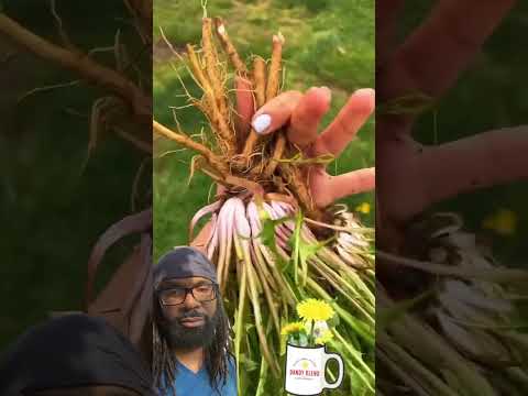 Dandelions and Weeds: Hidden Gems for Your Health