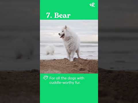 The Top 10 Male Dog Names