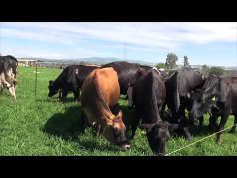 En 2 hectáreas 29 vacas de ordeña