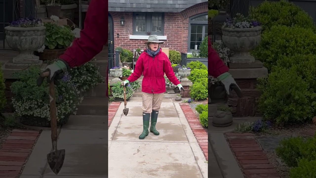 Pincushion Top 10  Perennials  #garden #gardendelight #gardeningjournal #diy #perennialgarden