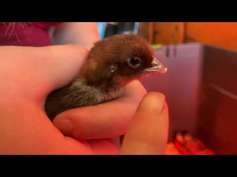 Getting baby chicks from Meyer Hatchery!
