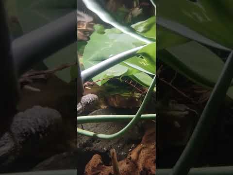 Mata Mata turtle at Smithsonian National Zoo