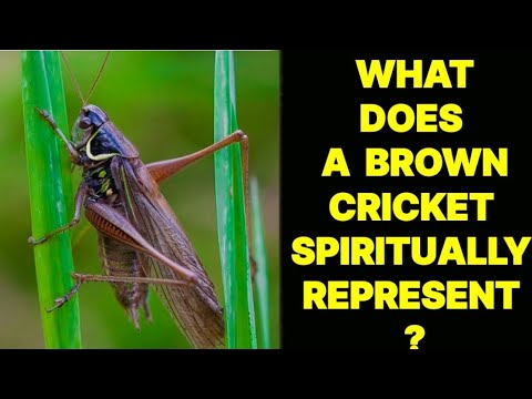 WHAT DOES A BROWN CRICKET INSECT SPIRITUALLY REPRESENT ?