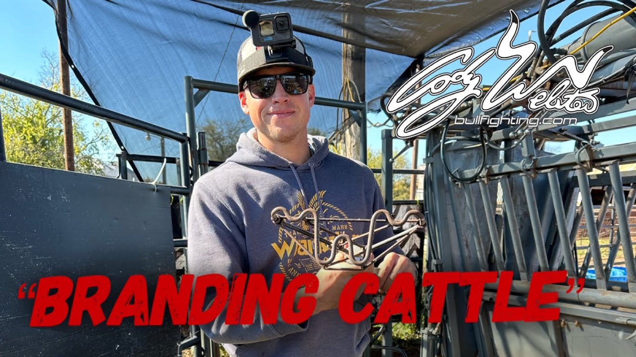 'Branding Cattle”” - Behind The Chutes #147