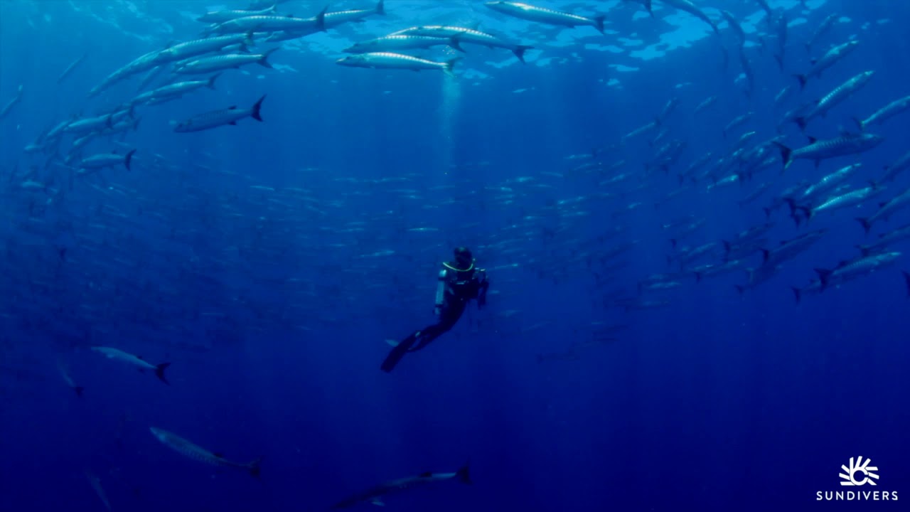 Baracuda   Sundivers