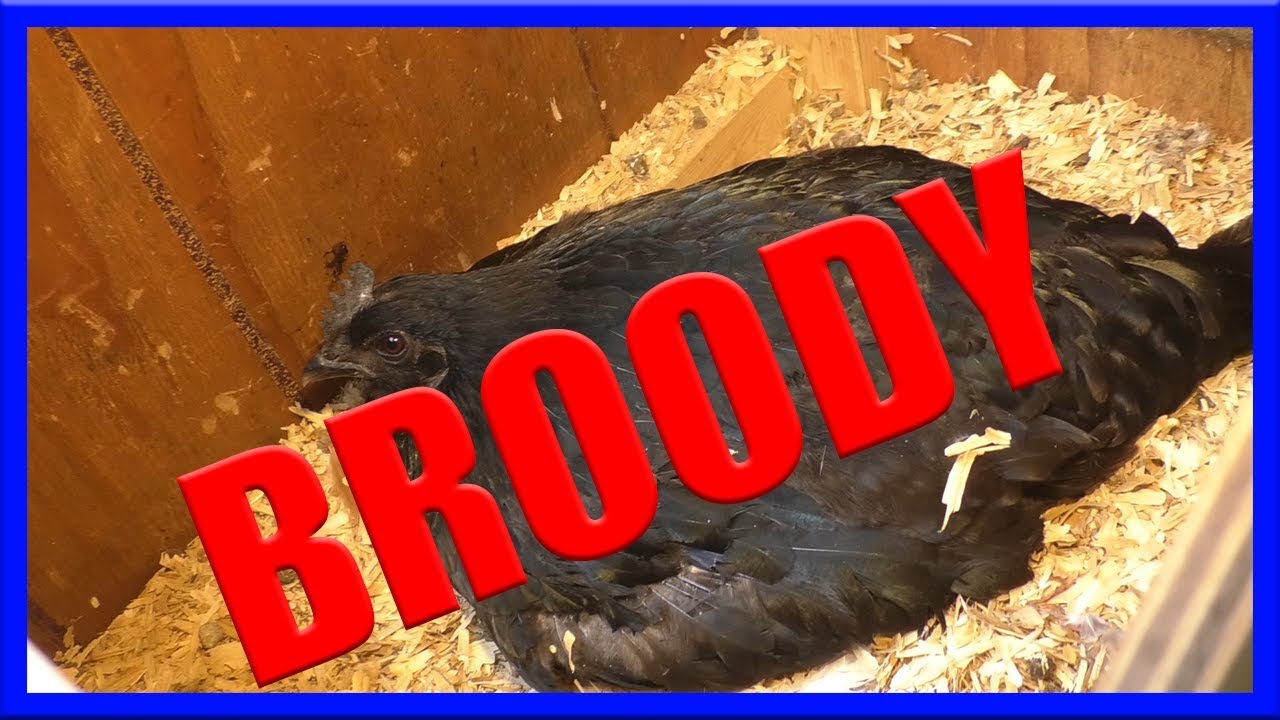 🐔 The Easiest Way to Break a Broody Hen: Quick & Simple Tips!