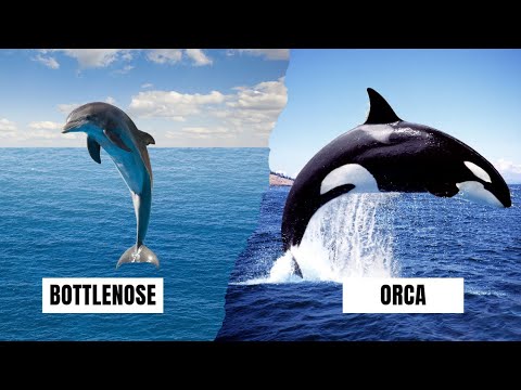 Horrible Images of Orca the killer whale and Bottlenose dolphin