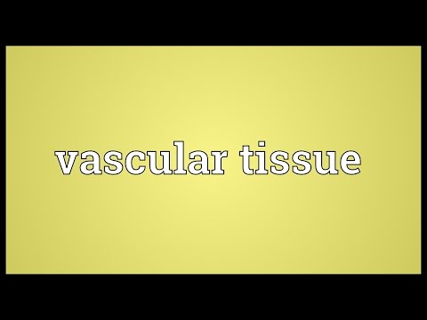Vascular tissue Meaning