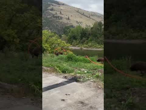 BEAR VIDEO: Here are family moving through Missoula, close to the University of Montana.