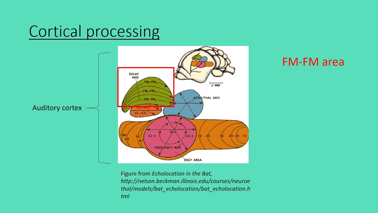 Johnston Eleanor - Bat Echolocation - Computational Neuroscience - Spring 2018