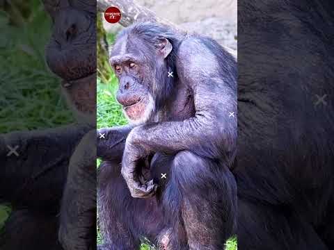 Amazing Facts About Gorilla | 3 Interesting Gorilla Facts | Secret Facts #shorts #gorilla ❤️