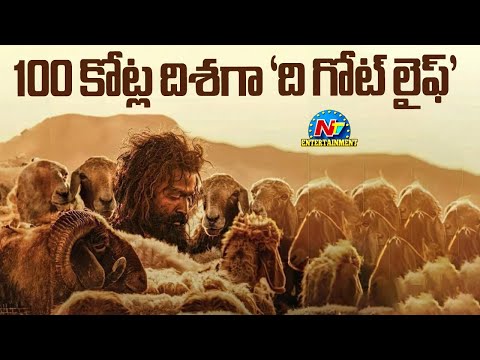 The Goat Life Movie Box Office Collections | Prithviraj Sukumaran, Aadu Jeevitham || @NTVENT