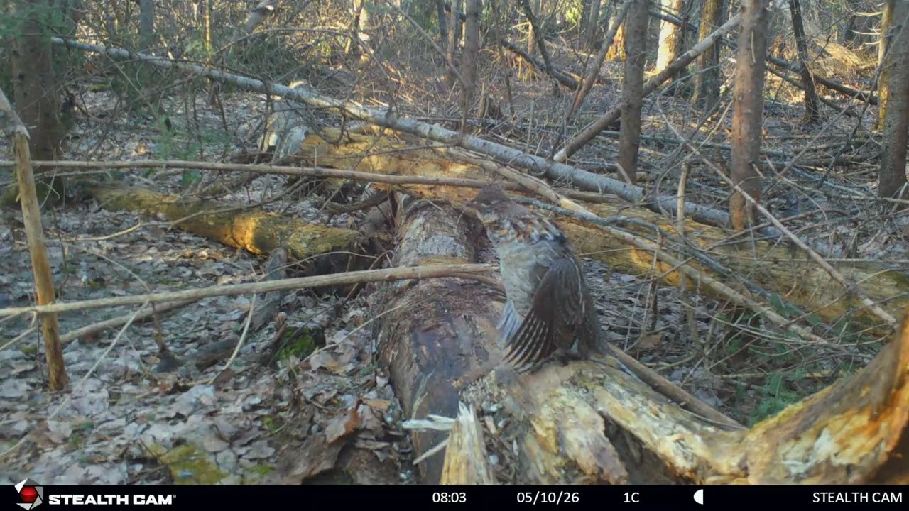 #shorts Ruffed Grouse Drumming