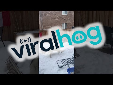 Doggy Spins Excitedly in the Snow || ViralHog