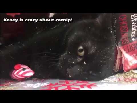 Kasey the Bombay Cat is Crazy About Catnip!
