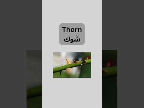 Thorn #english #learnenglish #engvocabmasteryzone