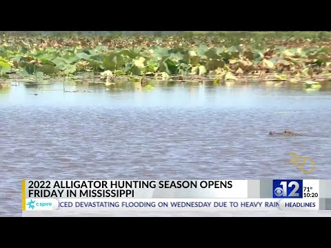 2022 Alligator Hunting Season opens Friday in Mississippi