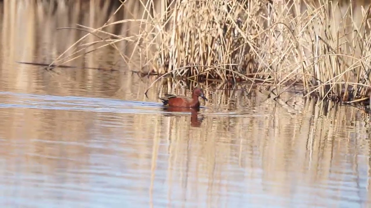 The Cinnamon Teal