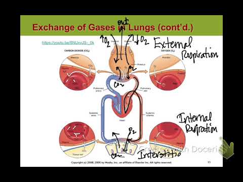 Internal and External Respiration Lecture