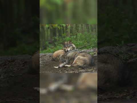 Gray Wolf - How Does the Hierarchy of the Pack Work?