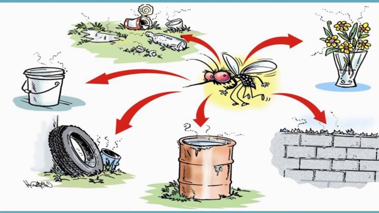 Mosquito Nuggets with Vector Control Public Health Inspector Michael Myles from the SEHD